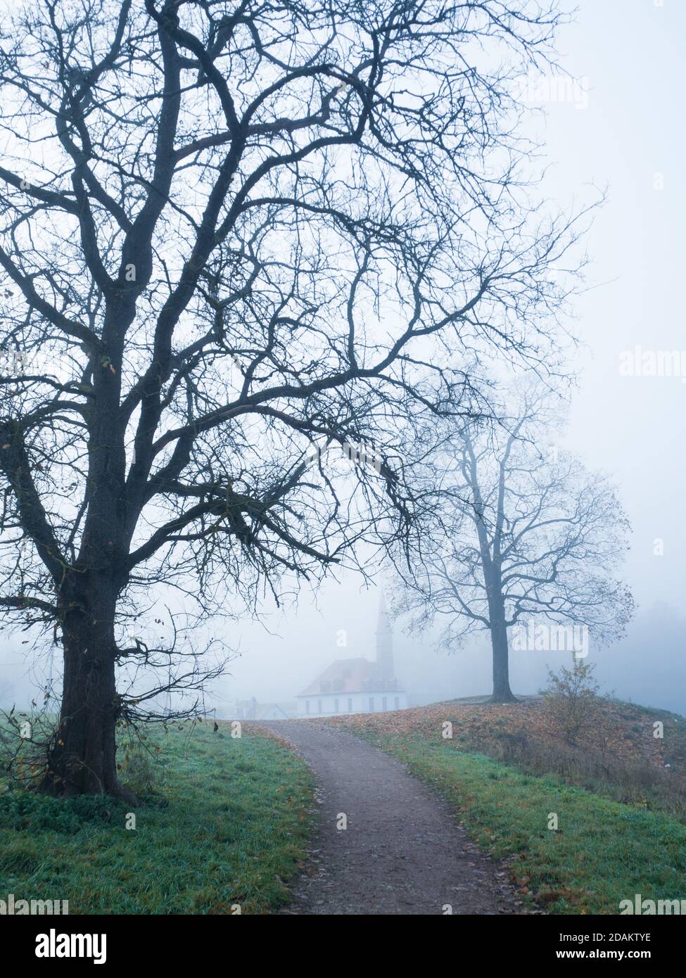 Mystical darkness landscape with tree, road and fog. Cold background ...