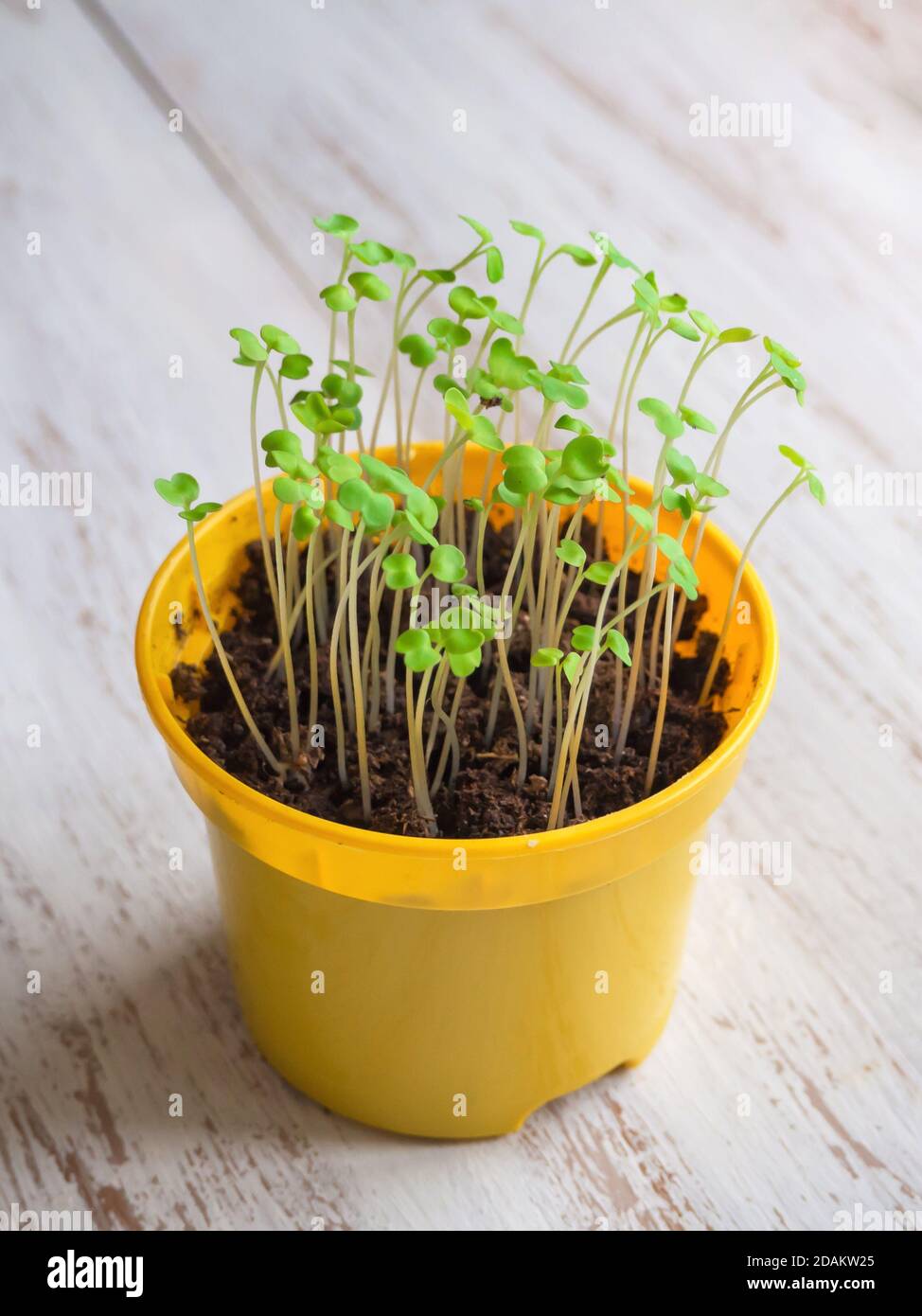 The shoots of young plants in the spring. The cultivation of crops ...