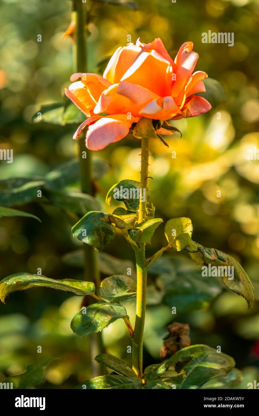 A close up of a flower Stock Photo - Alamy