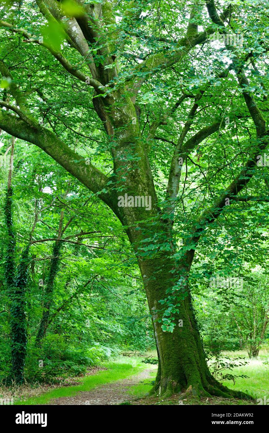 Alte Buche im Wald zur Sommerzeit. Cotentin Halbinsel Normandie Stock ...