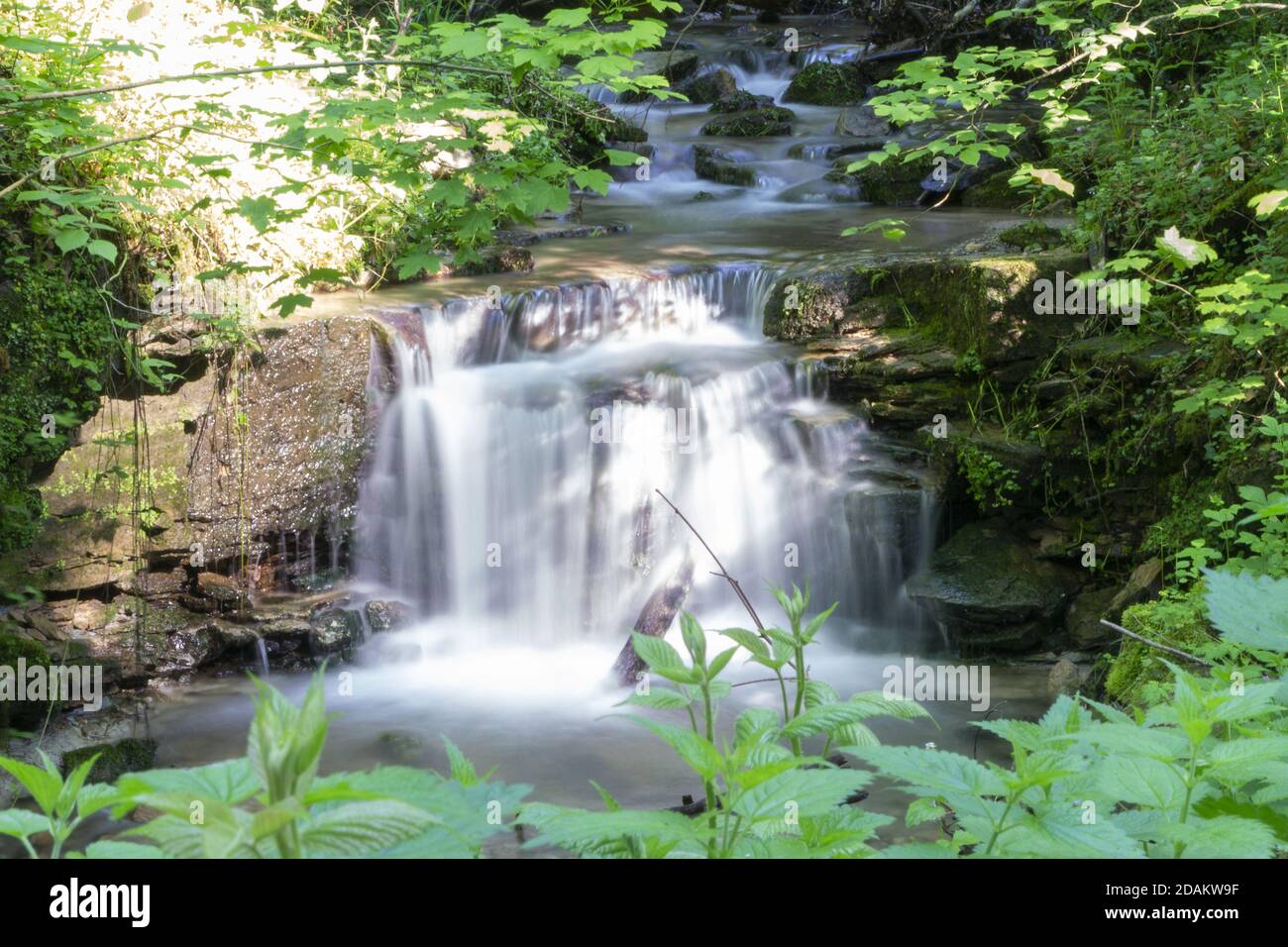 Beautiful shot of a waterfall surrounded by growing trees in the forest ...