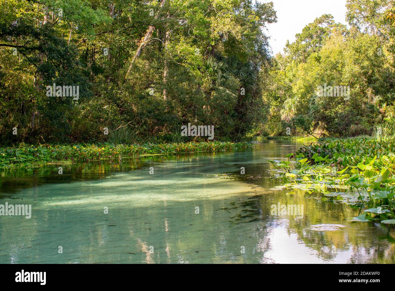 Kelly park florida hi-res stock photography and images - Alamy