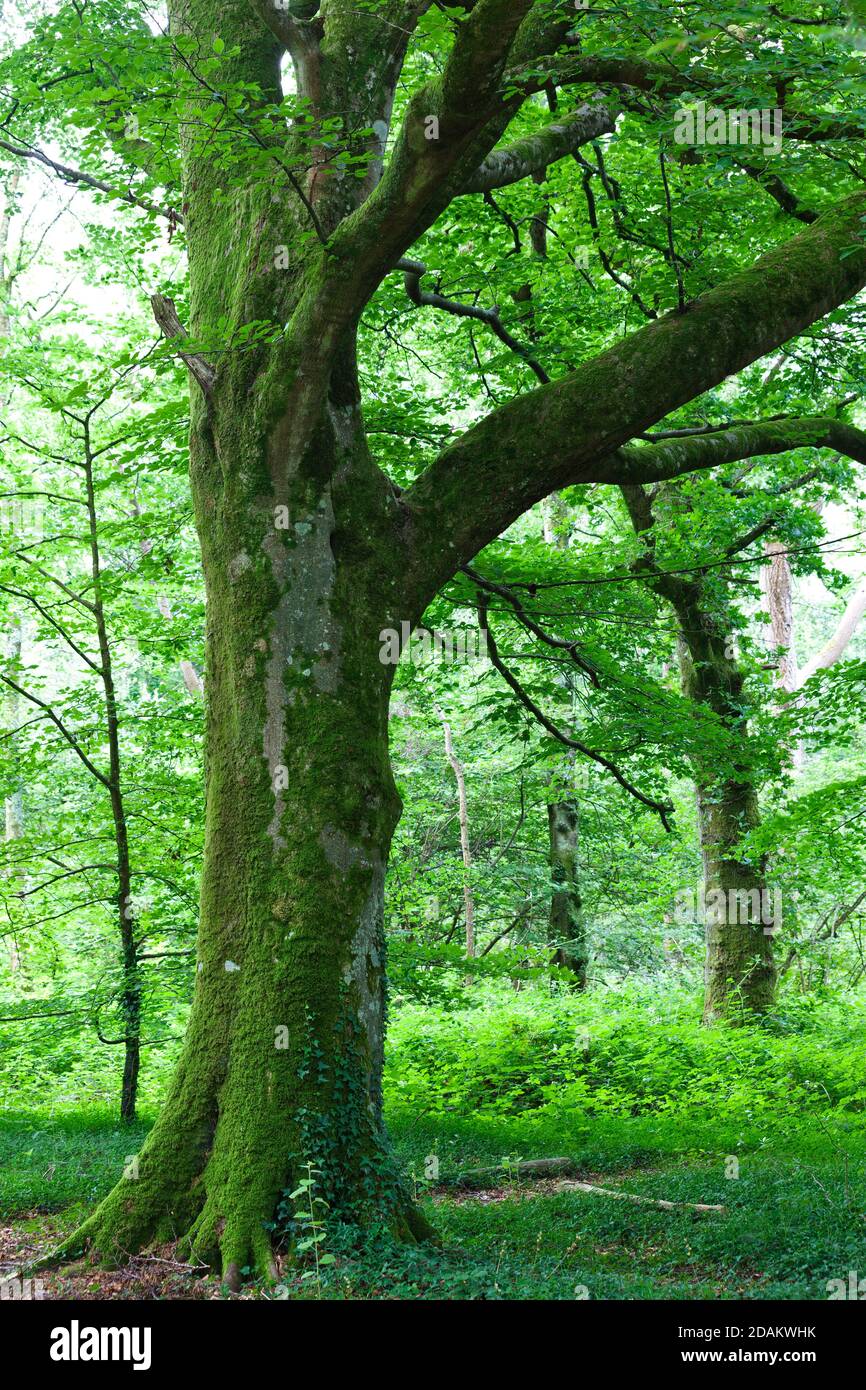 Old beech in a green forest during summer. Cotentin Peninsula Normandy ...