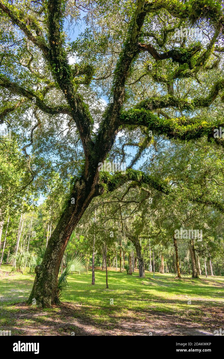 Kelly park hi-res stock photography and images - Alamy