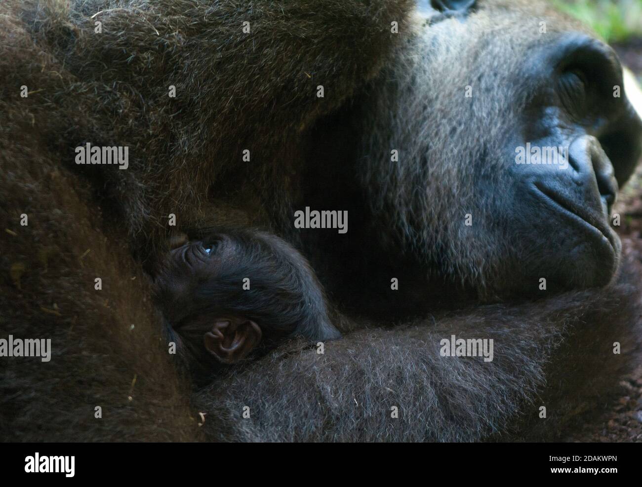 Zoo fuengirola gorilla hi-res stock photography and images - Alamy