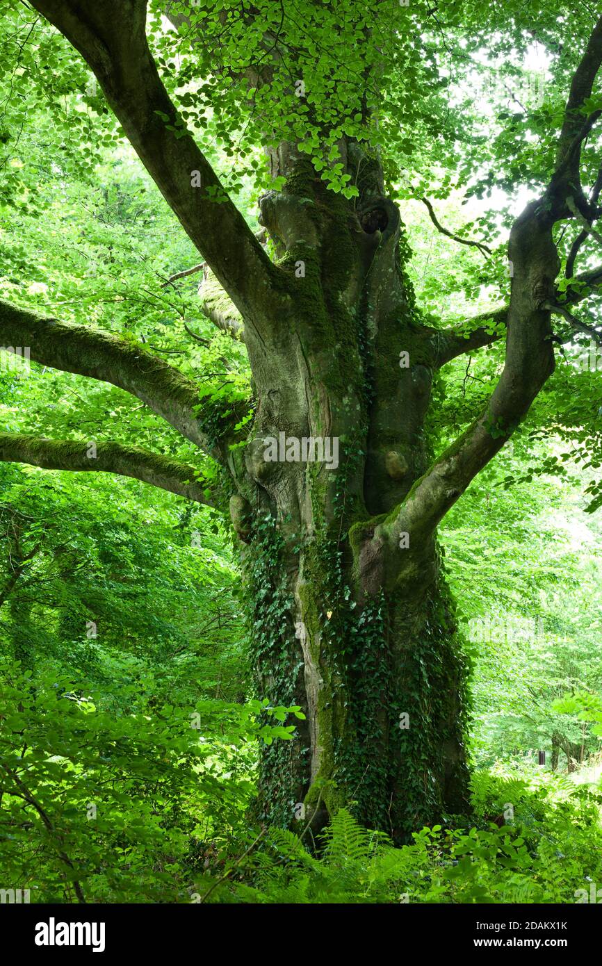 Alte Buche im Wald. Cotentin Halbinsel Normandie Stock Photo - Alamy