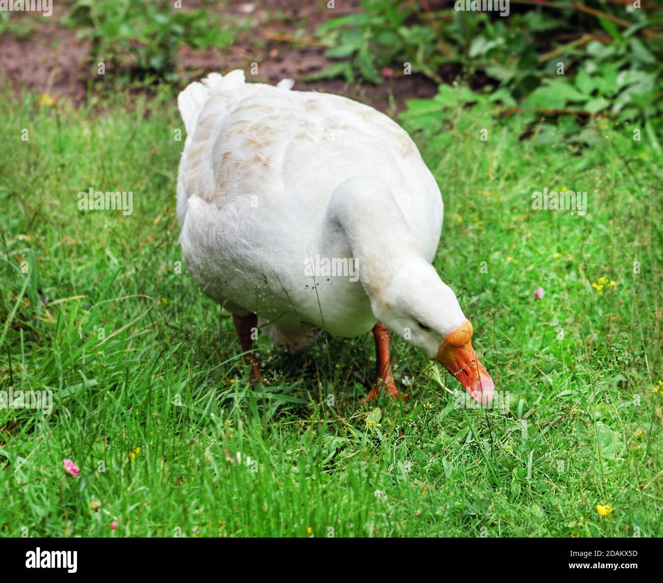 Pretty adult white goose in green grass Stock Photo - Alamy