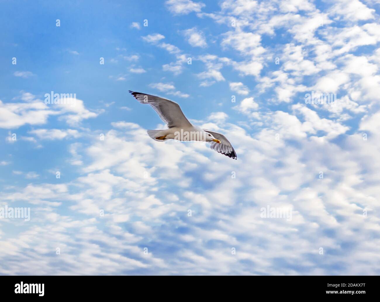 Charming adult seagull in blue sky and white clouds Stock Photo - Alamy