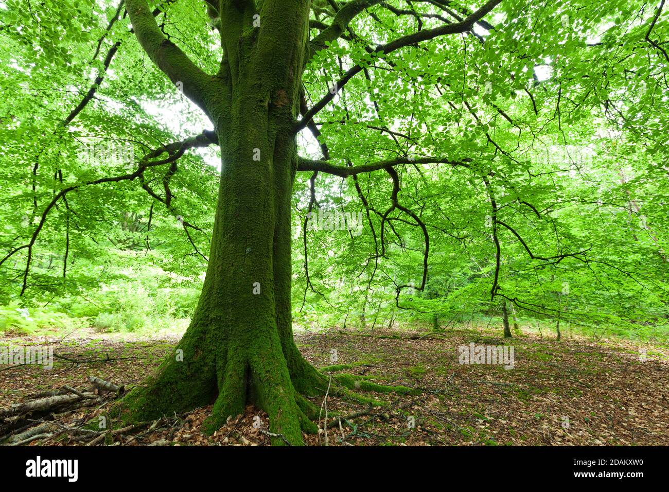 Alte Buche im Wald. Cotentin Halbinsel Normandie Stock Photo - Alamy