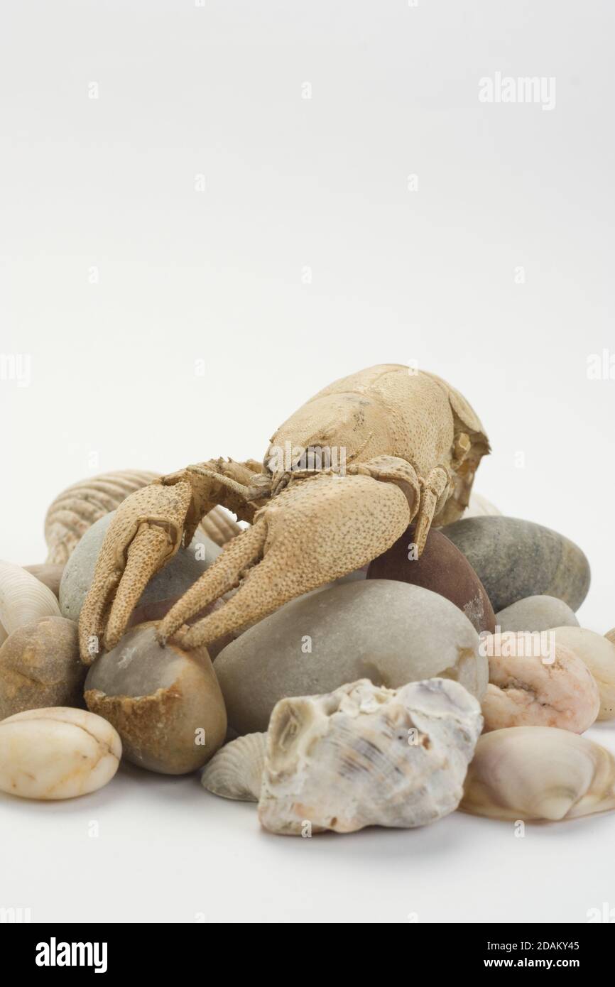 River cancer on some rocks isolated on a white background Stock Photo ...