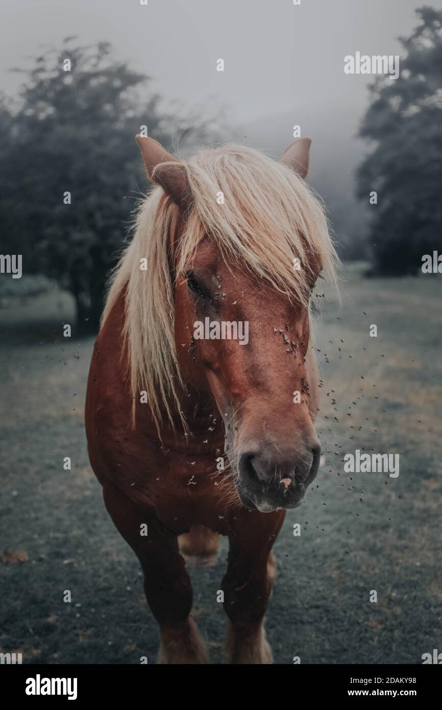 Pottokas, the native horses of the Basque Country, beautiful horse in ...
