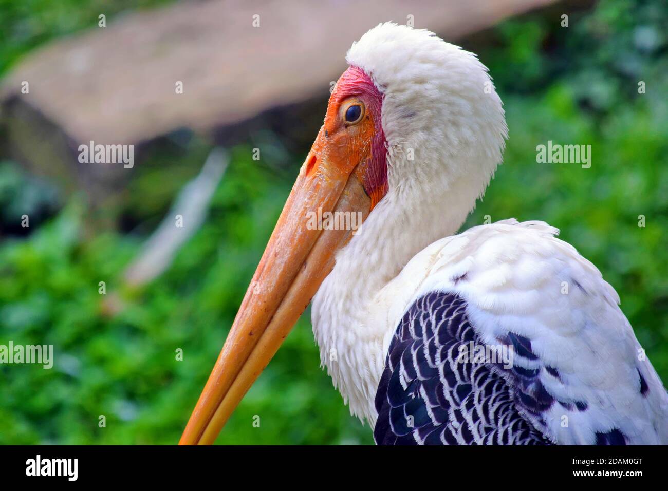 Bird Mycteria Leucocephala Portrait Close Up Exotic Stork Portrait ...
