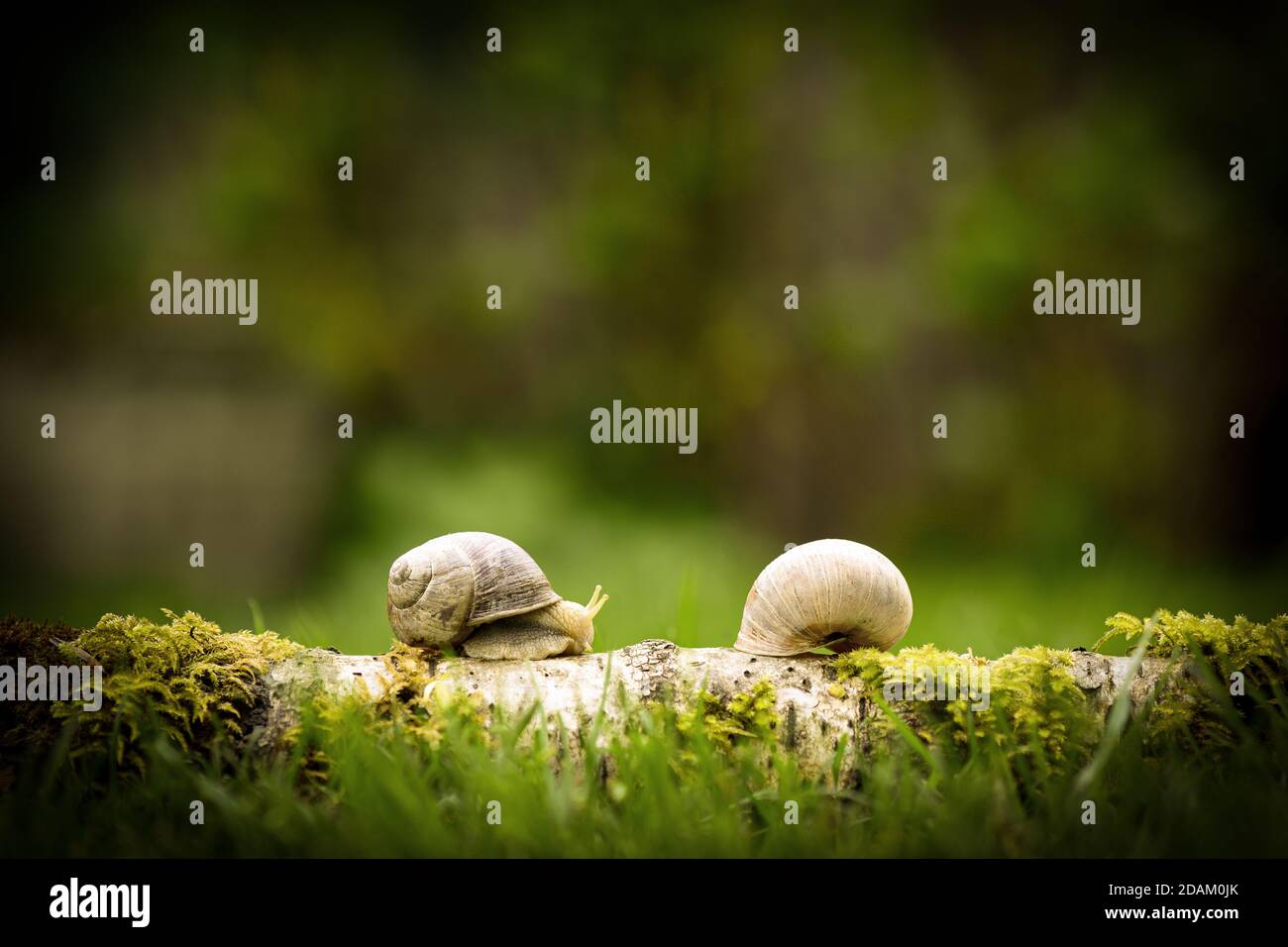 two slugs meet on a wooden branch, nature and animals, couple of ...