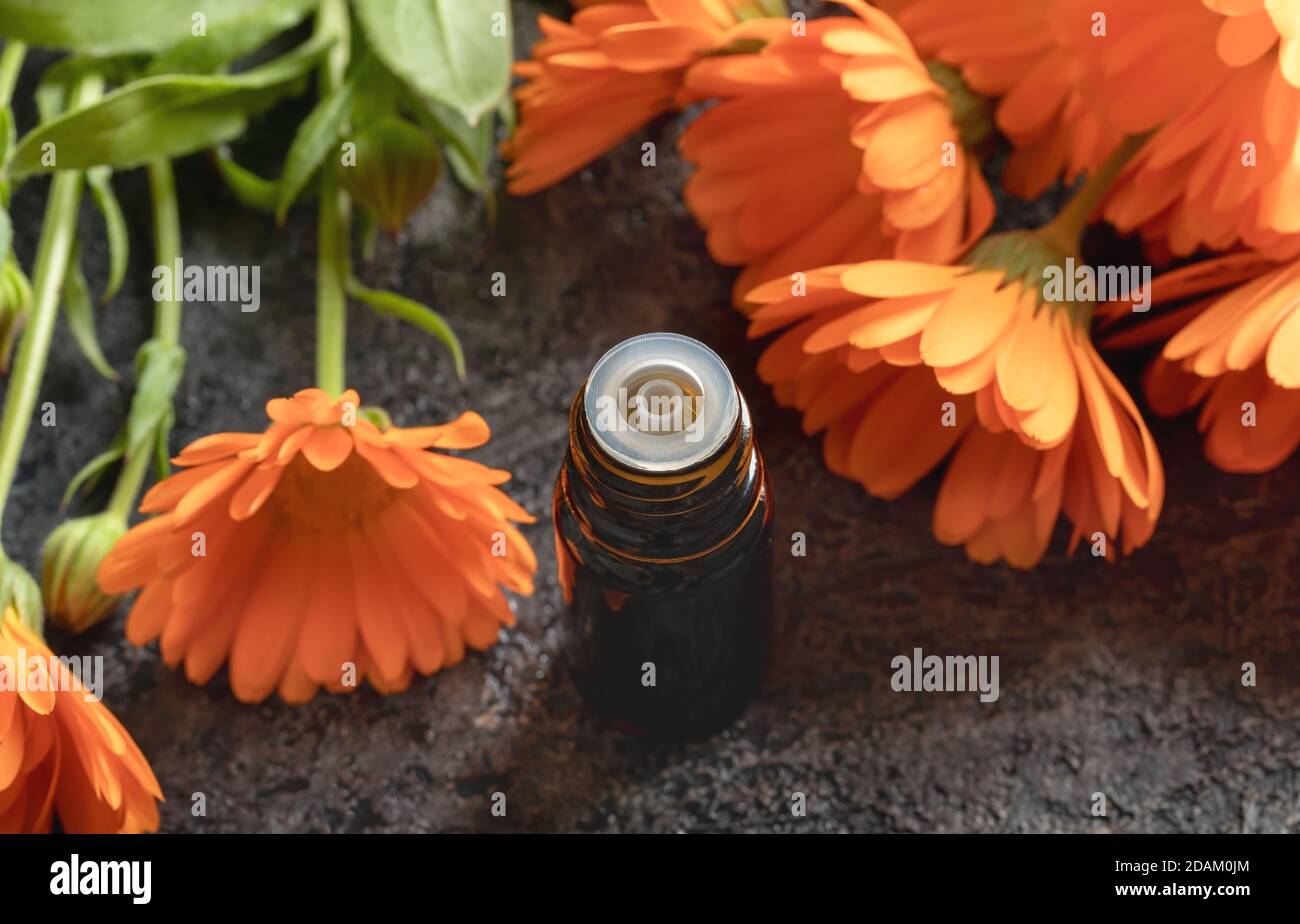 Calendula plant hi-res stock photography and images - Alamy