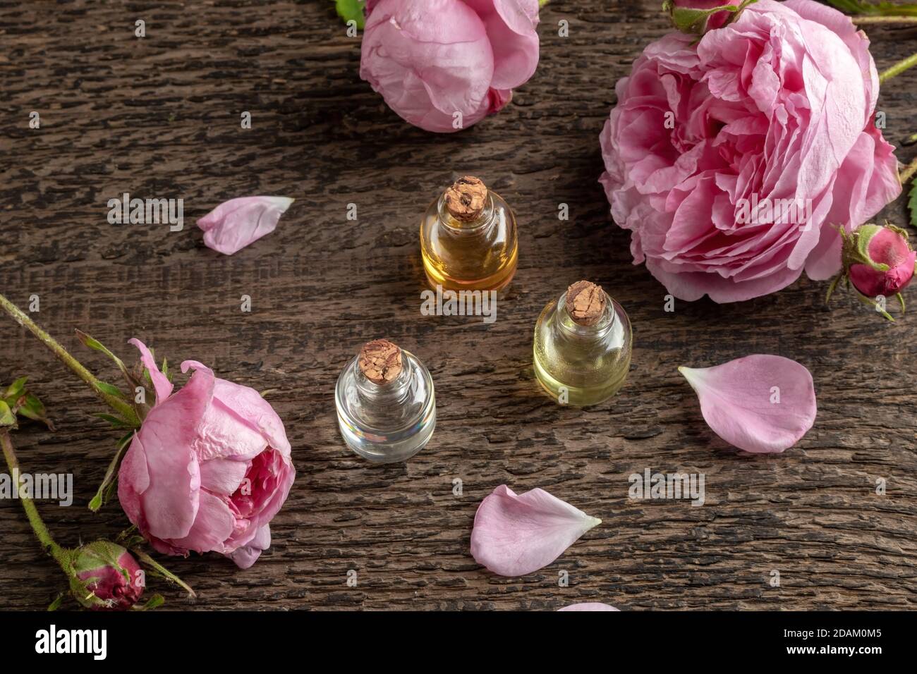 Cabbage roses hi-res stock photography and images - Alamy