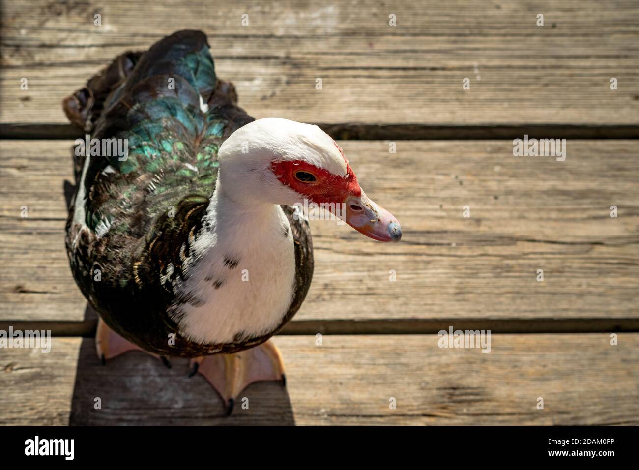 Friendly ducks hi-res stock photography and images - Alamy
