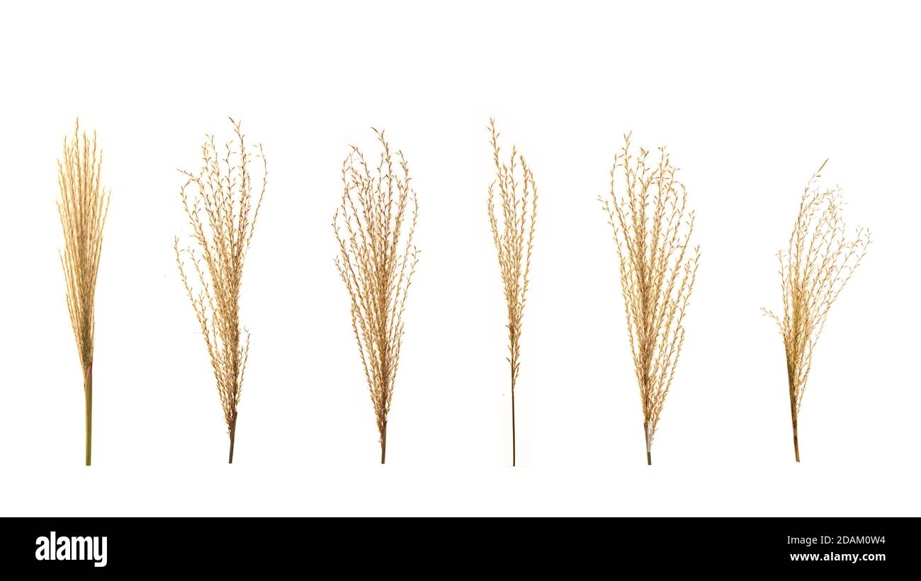 Pampas grass texture hi-res stock photography and images - Alamy
