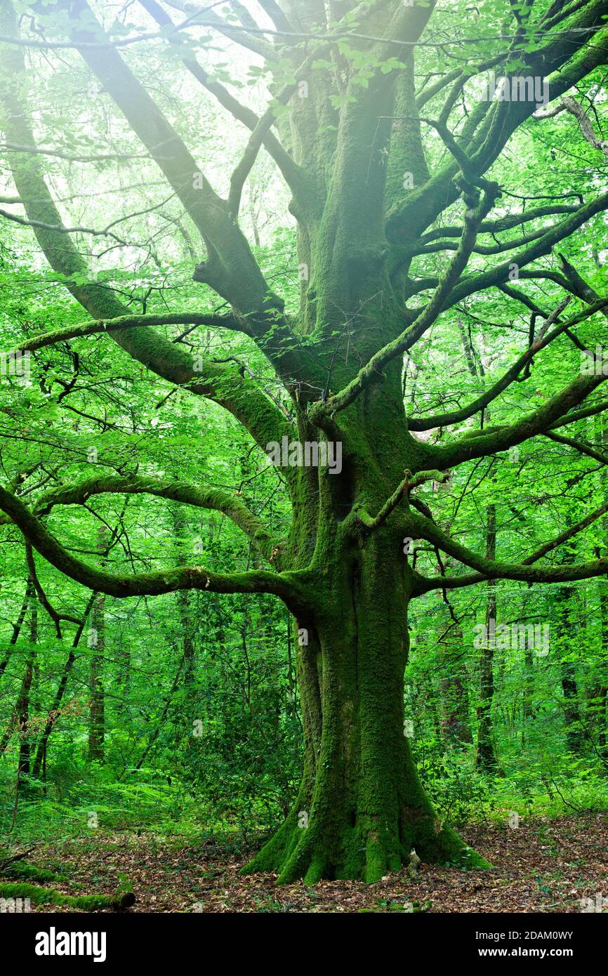 Old beech tree in the forest during summer. Cotentin Peninsula Normandy ...