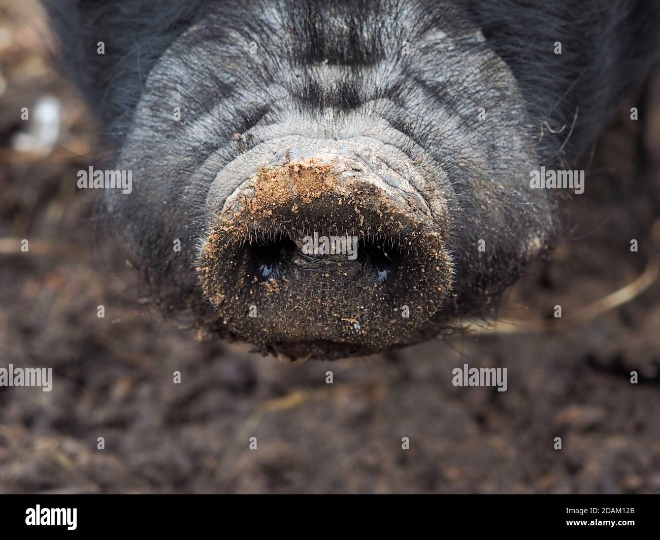 Black pig's dirty Piglet close up Stock Photo - Alamy