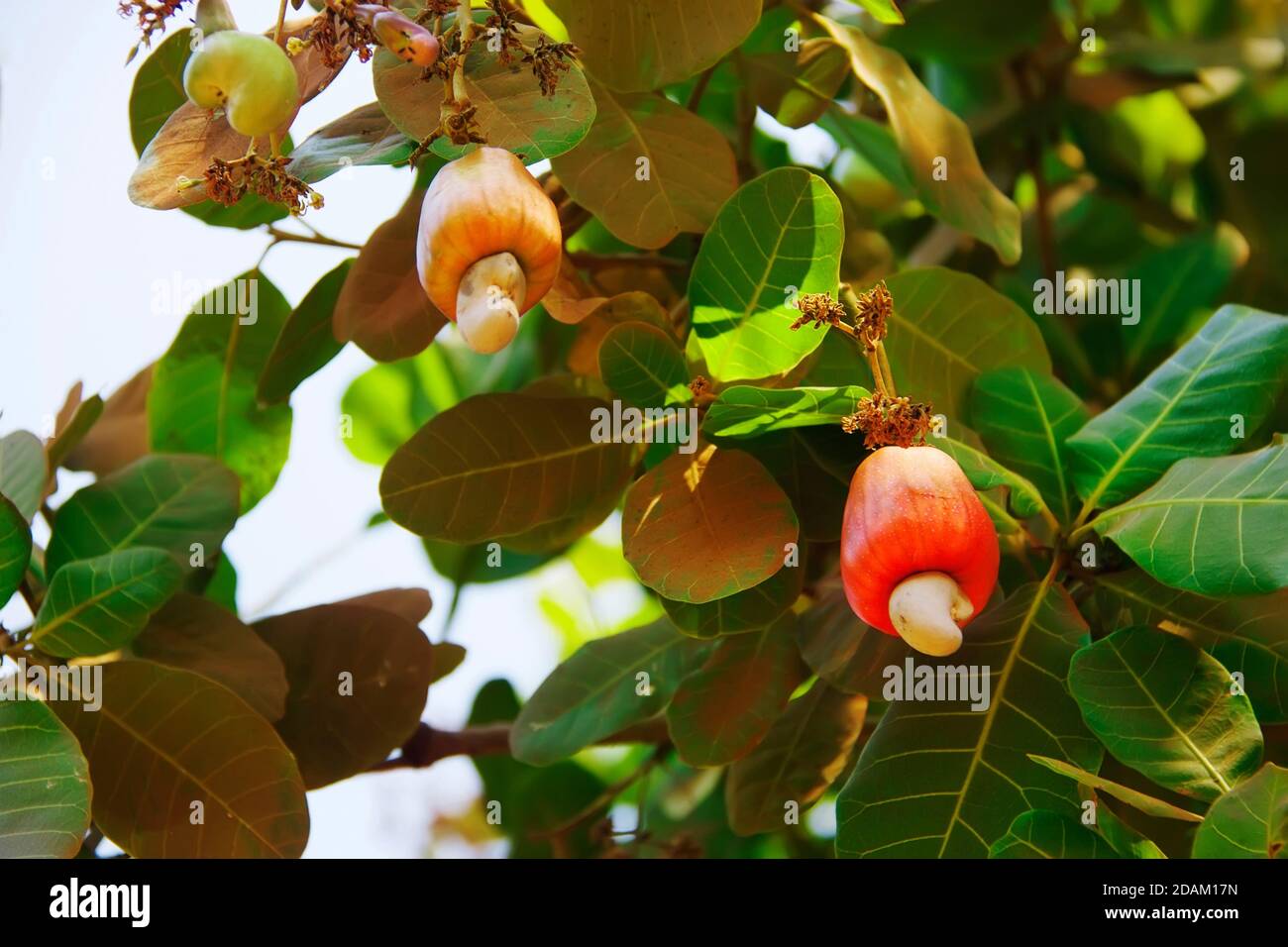 Cashew nuts grow on a tree branch Stock Photo - Alamy
