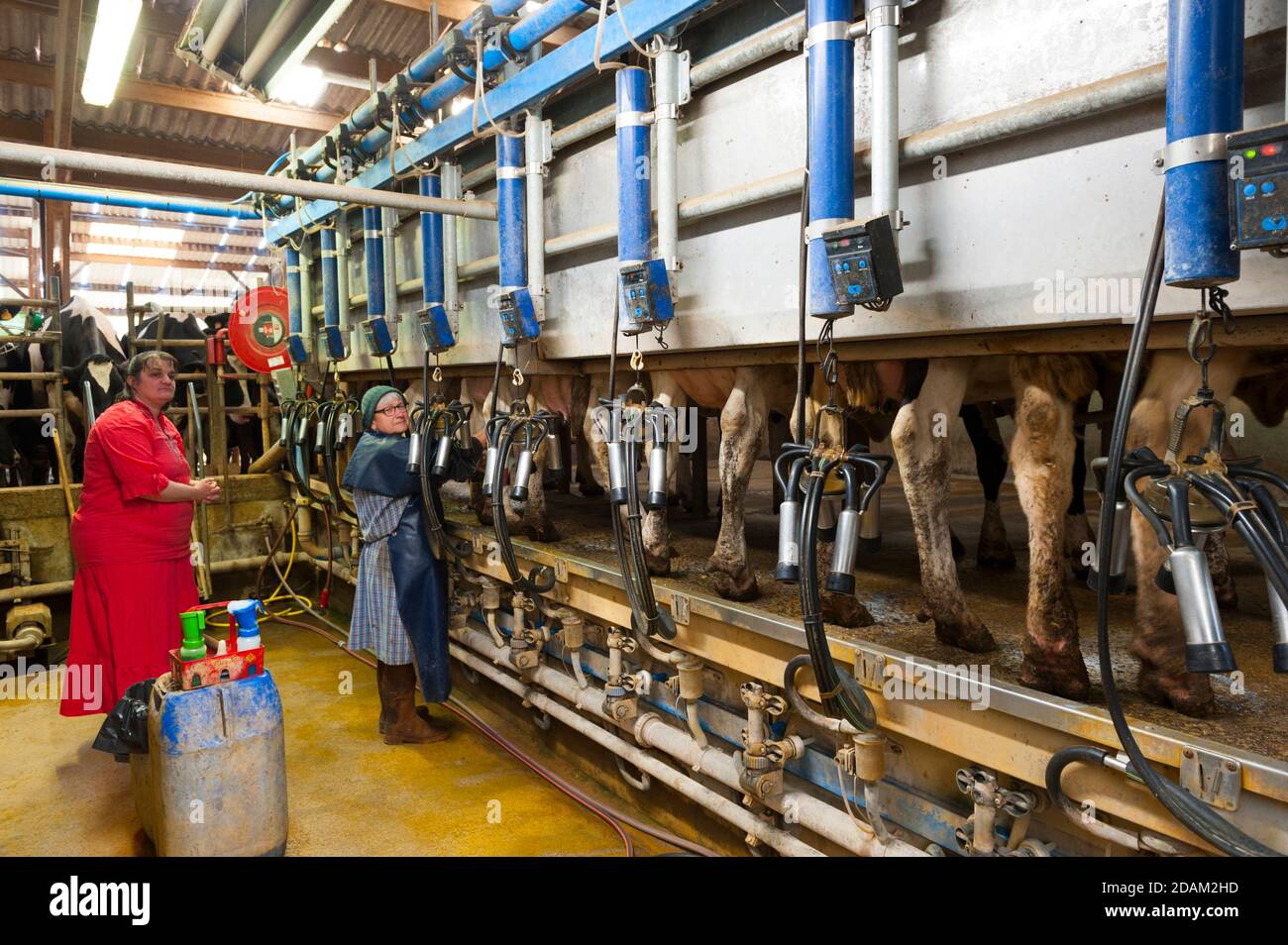Cows milking machines hi-res stock photography and images - Alamy