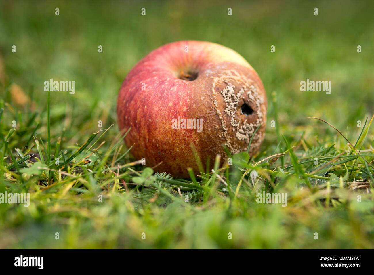 detail of rotten apple laying on a grass during autumn Stock Photo - Alamy