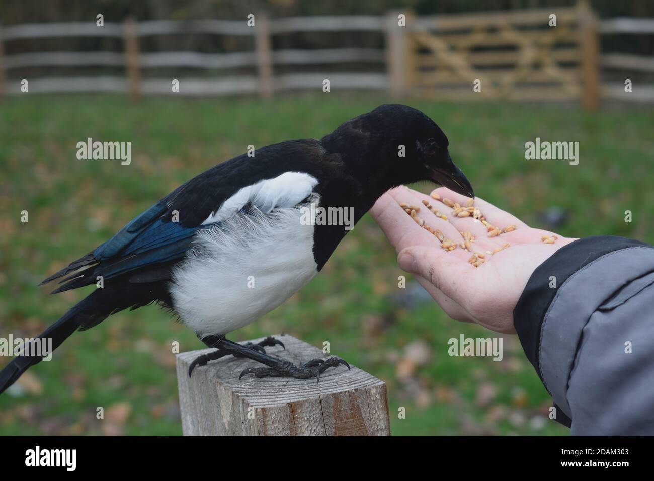 Juvenile Eurasian Magpie Eating Seeds from a Man's Hand Stock Photo - Alamy