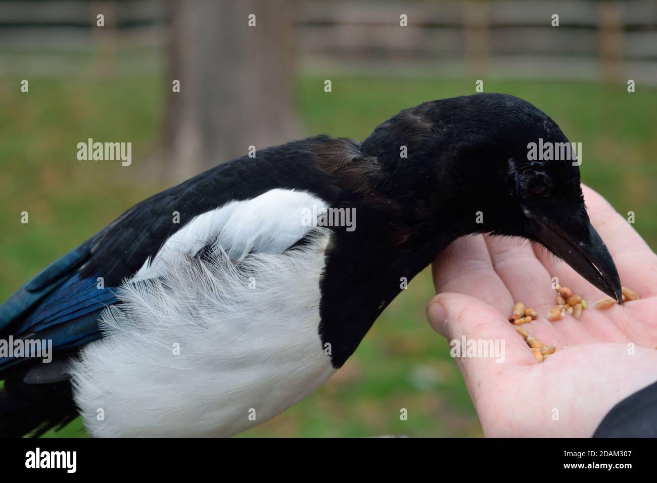 Baby Magpie High Resolution Stock Photography and Images - Alamy
