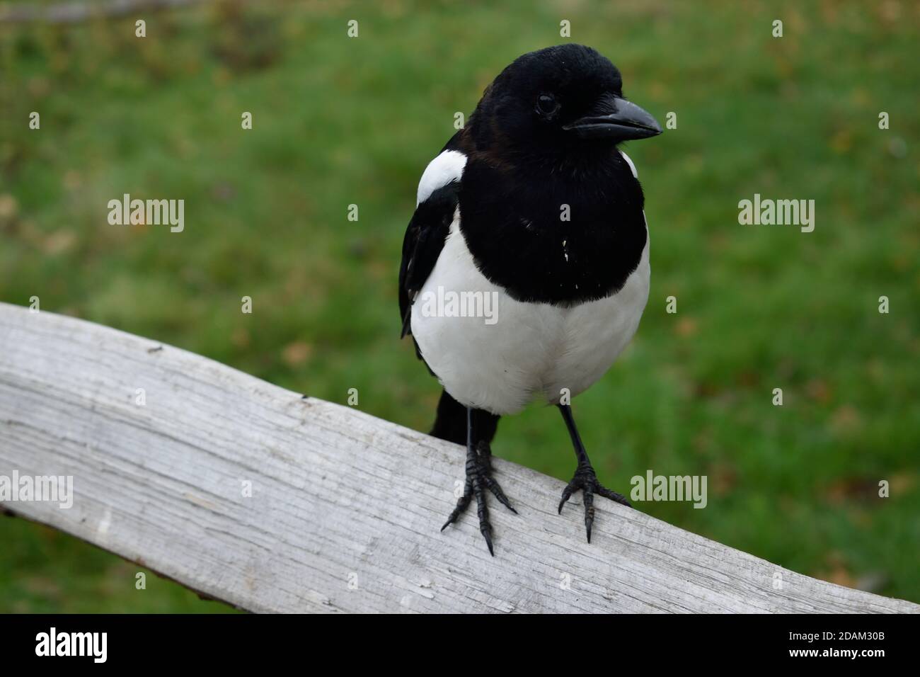 Juvenile Magpie England High Resolution Stock Photography and Images ...
