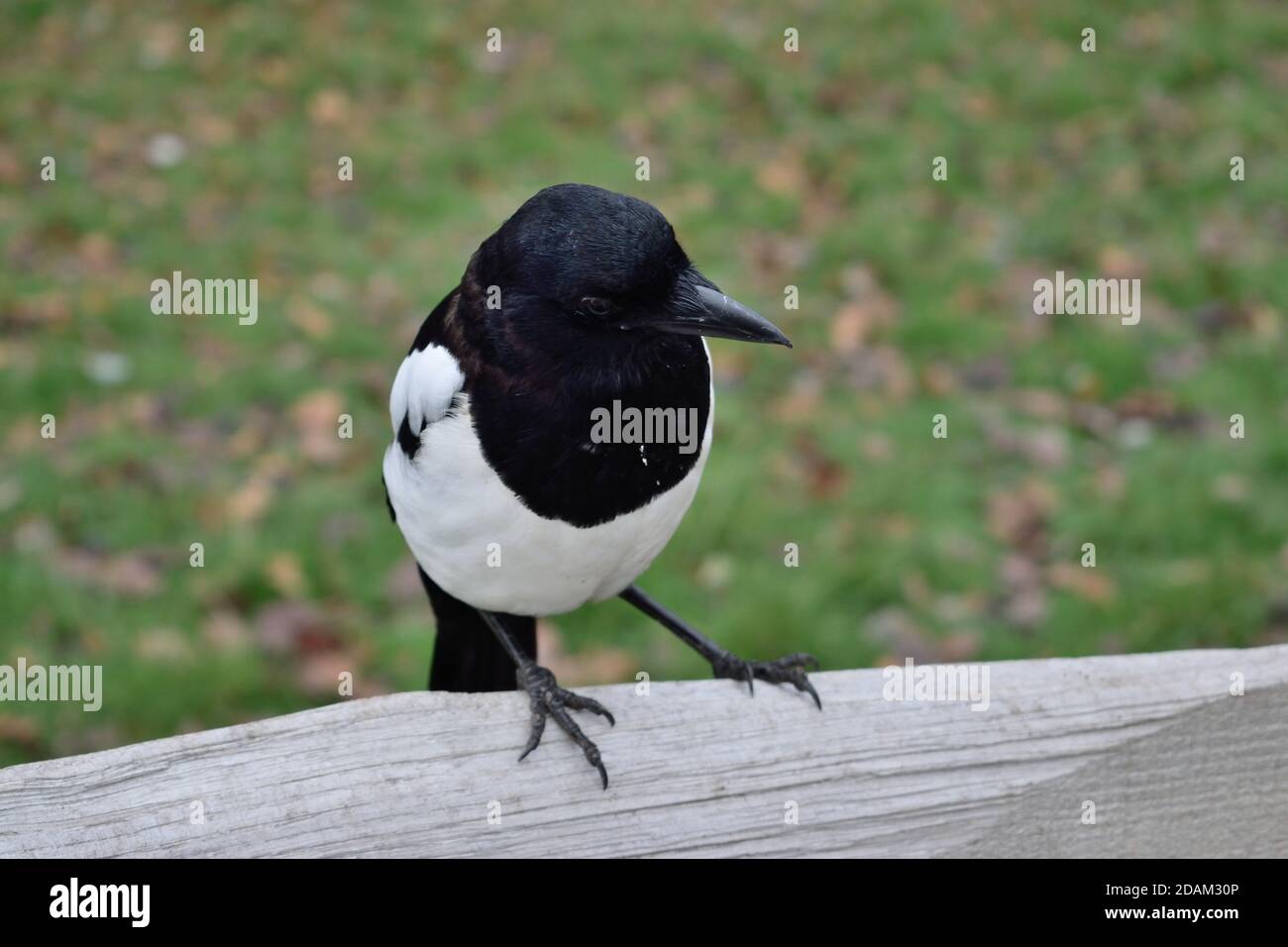 Juvenile Magpie England High Resolution Stock Photography and Images ...