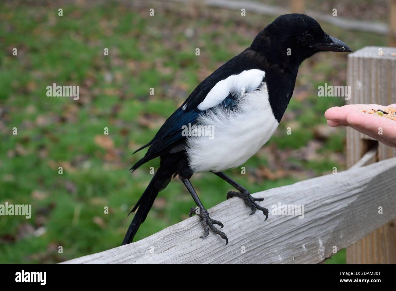 Juvenile Eurasian Magpie Eating Seeds from a Man's Hand Stock Photo - Alamy