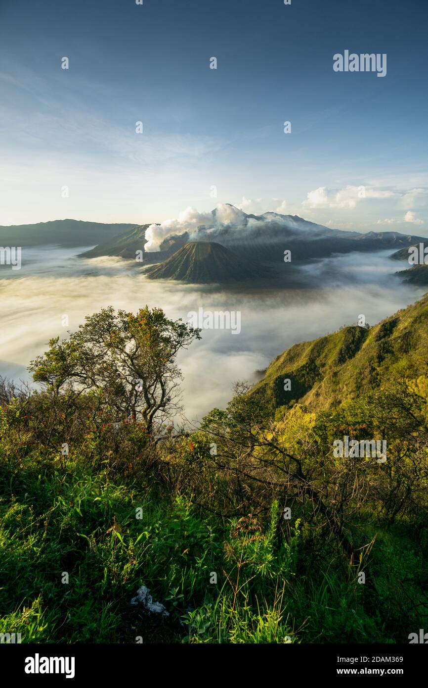 Malang indonesia forest hi-res stock photography and images - Alamy