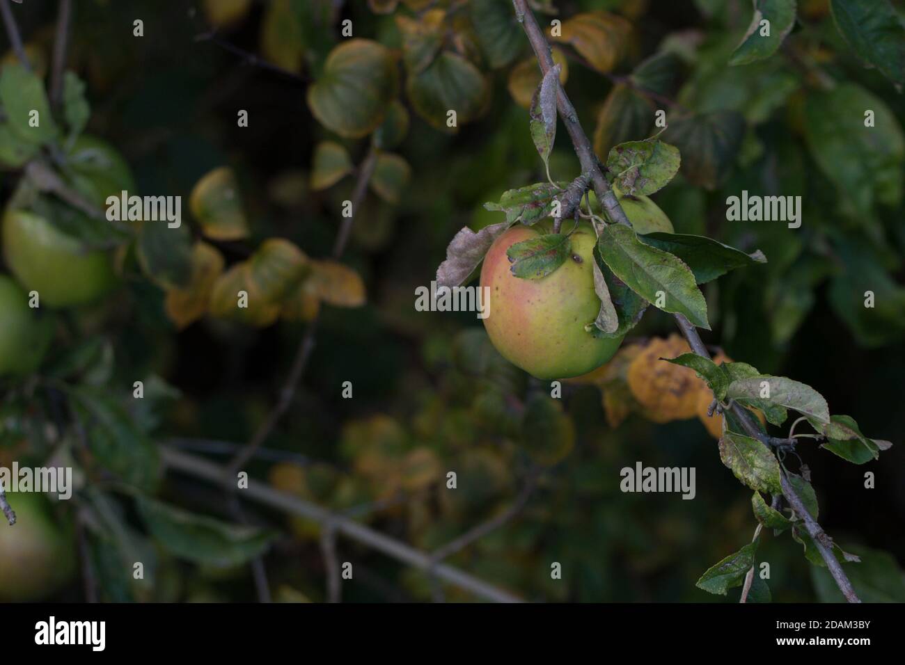 One orange apple tree hi-res stock photography and images - Alamy
