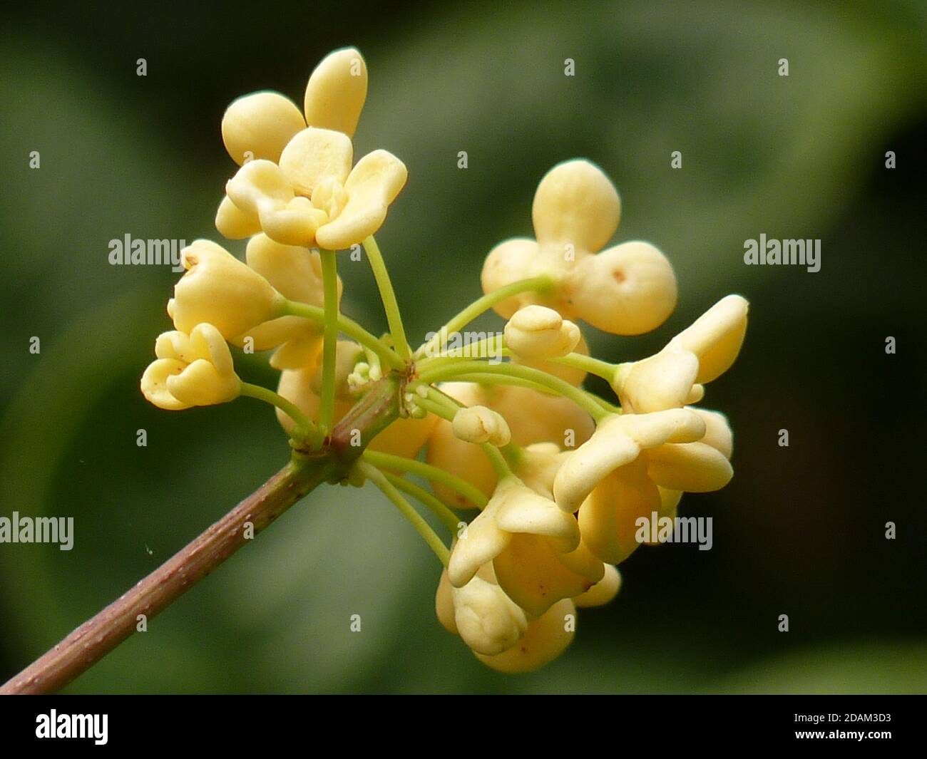 Osmanthus petals hi-res stock photography and images - Alamy
