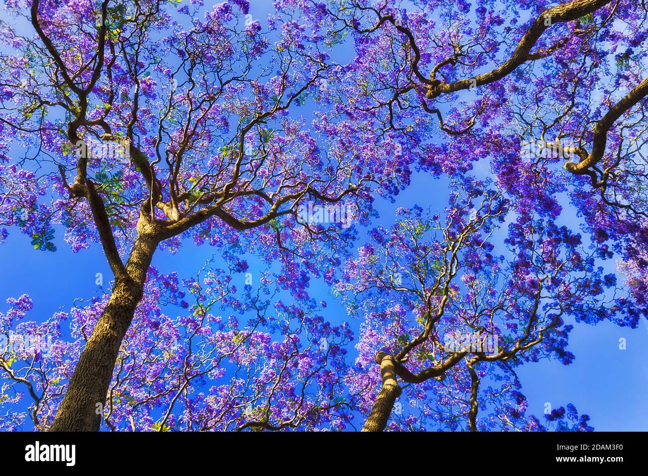 Jacaranda Tree Close Up High Resolution Stock Photography and Images ...