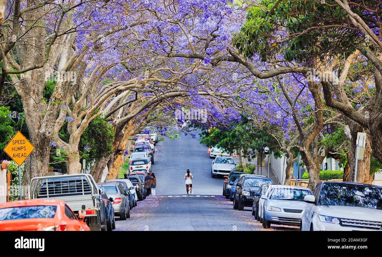 Jacaranda Leaves High Resolution Stock Photography and Images - Alamy