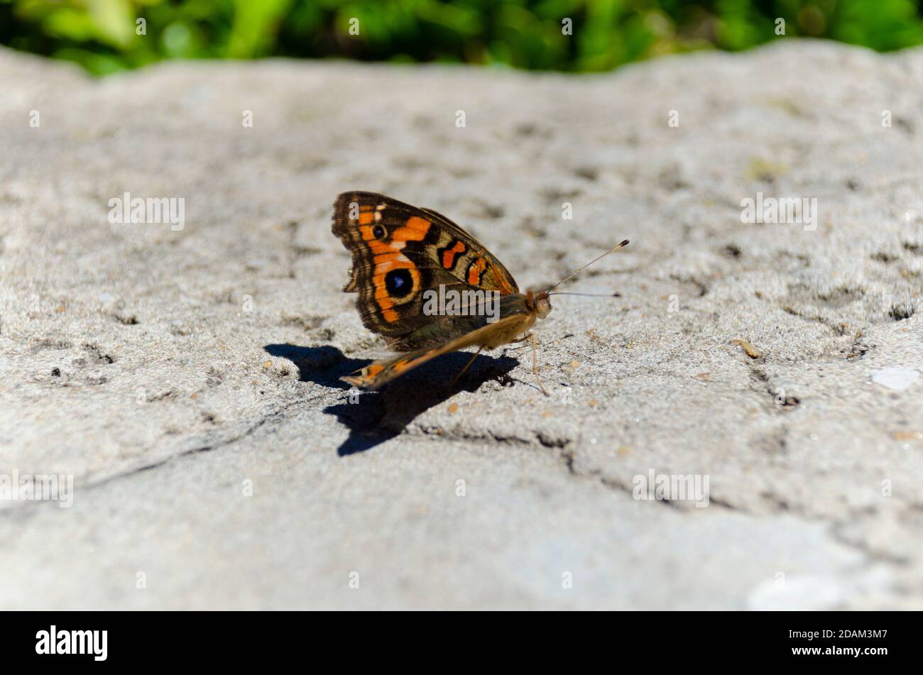 butterfly seen from above Stock Photo - Alamy