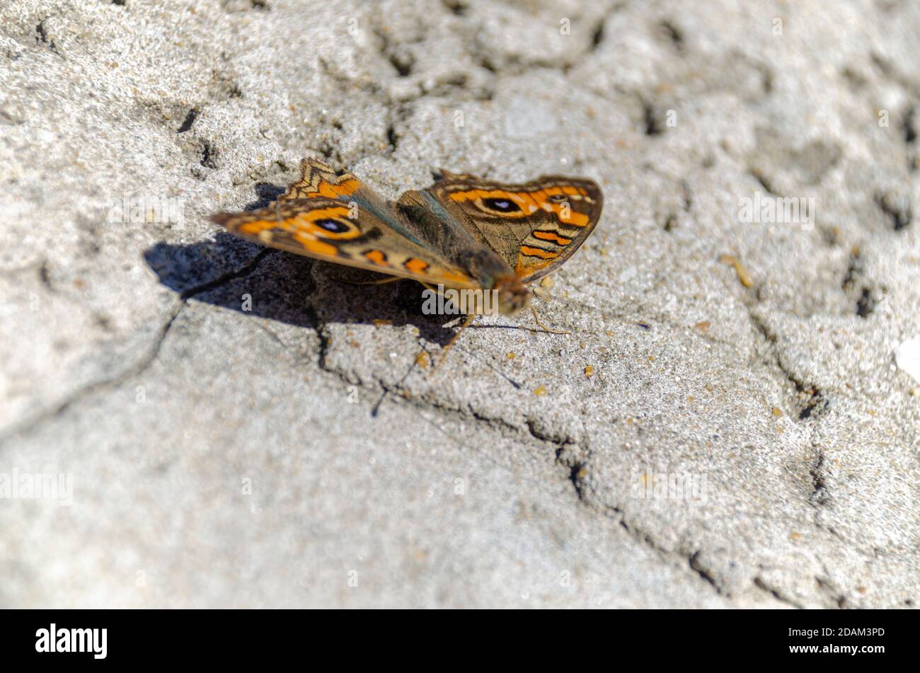 butterfly with different colors top view Stock Photo - Alamy