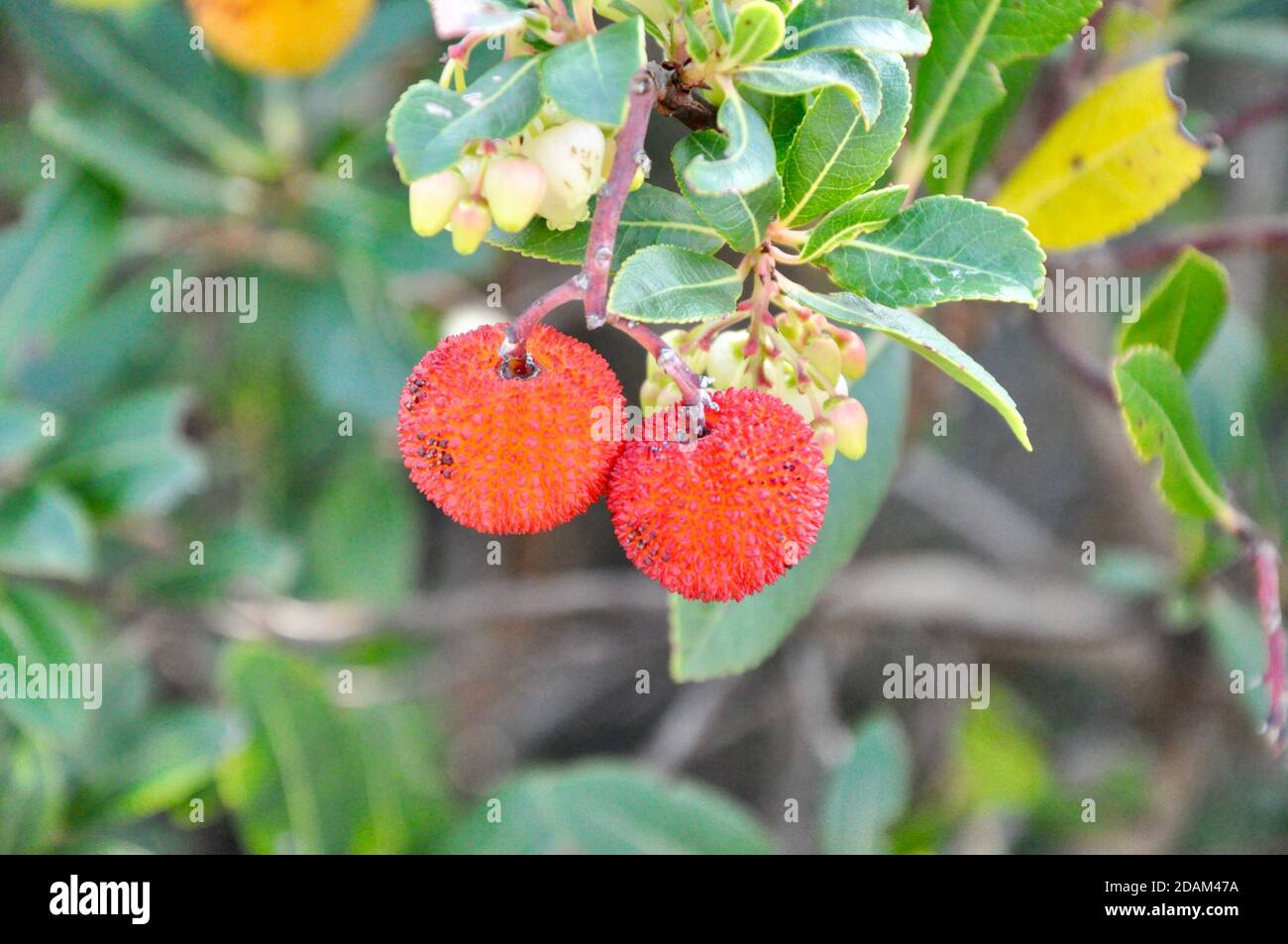 Arbutus unedo or strawberry tree for background with fruits,the fruits ...