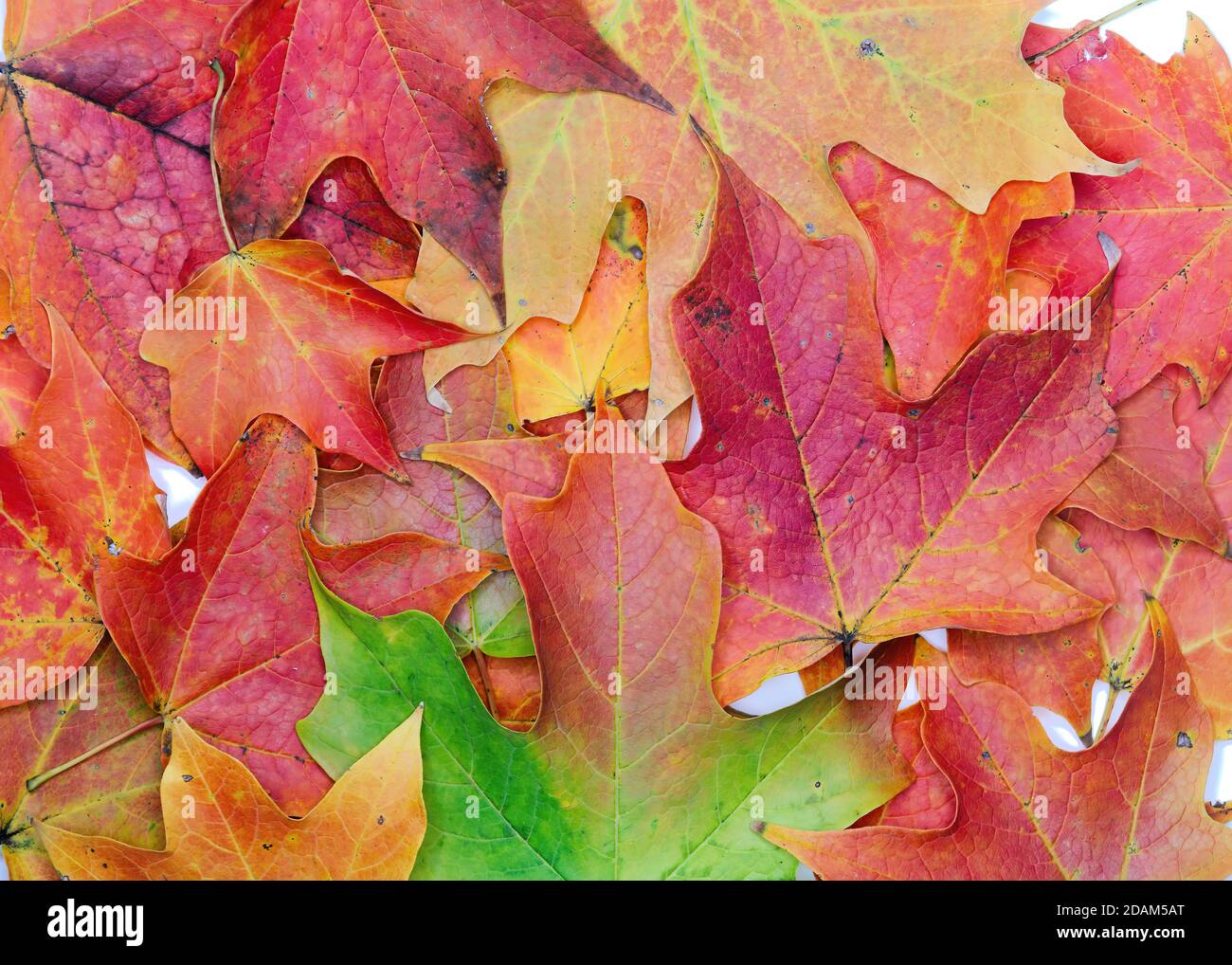 Scarlet and flaming autumn leaves hi-res stock photography and images ...