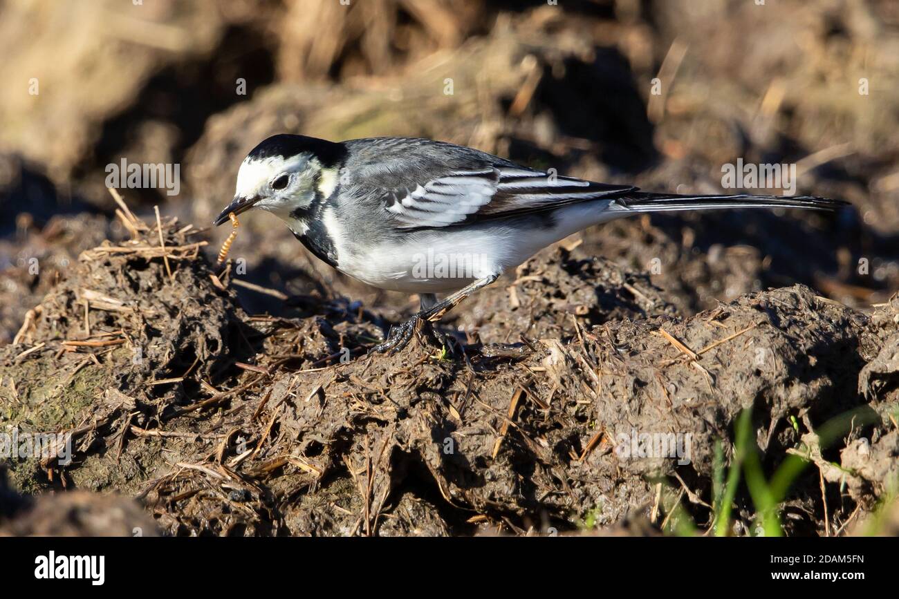 Cattle wagtail hi-res stock photography and images - Alamy