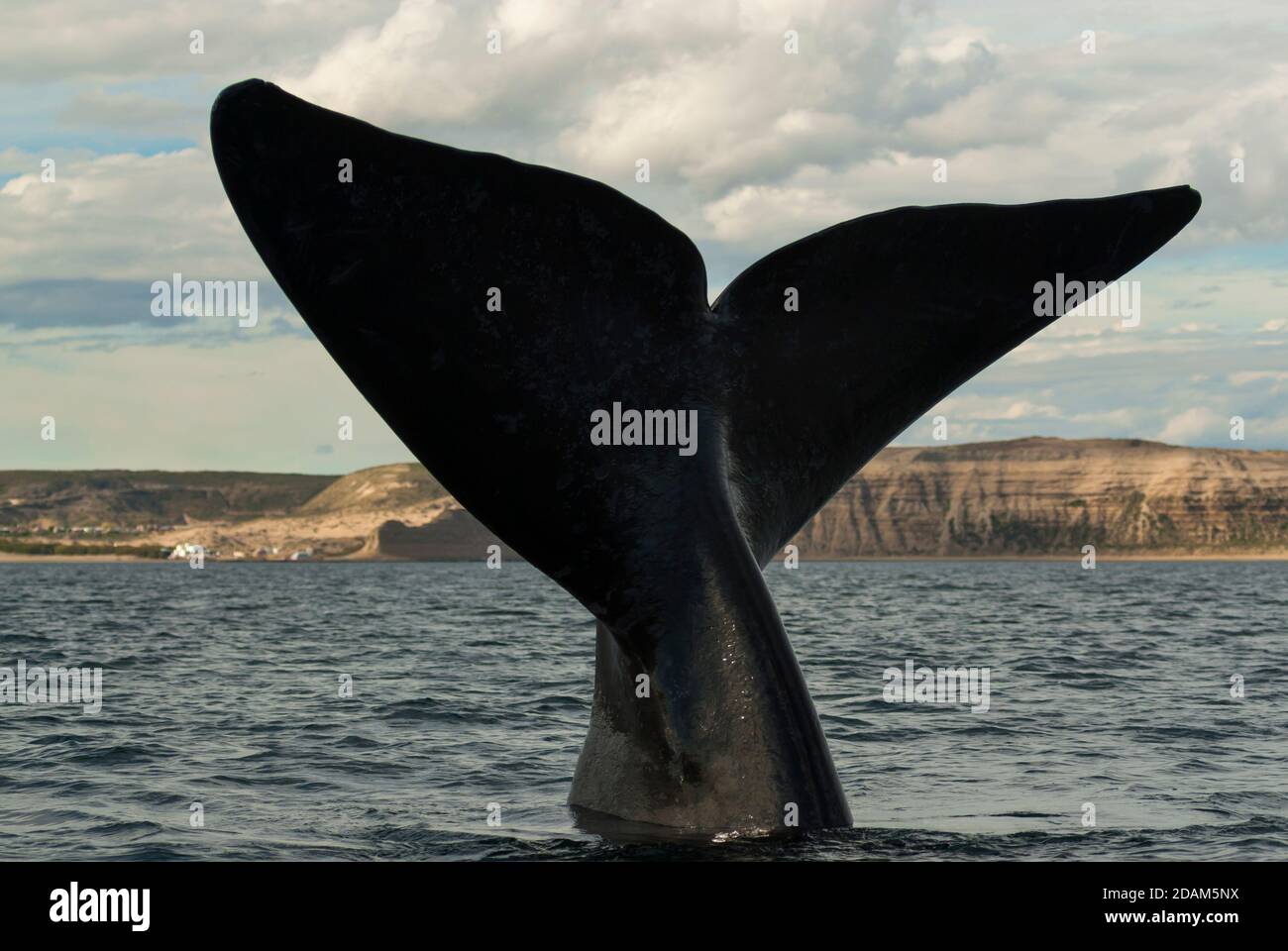 Southern Right whale (Eubalaena Australis Stock Photo - Alamy