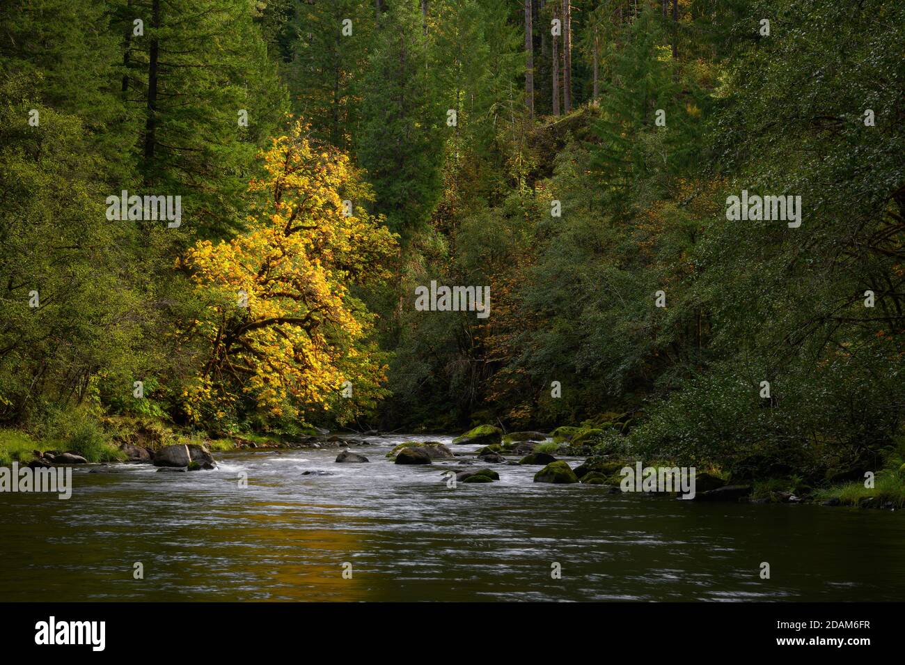North Fork of the Middle Fork Willamette River, Cascade Mountains ...