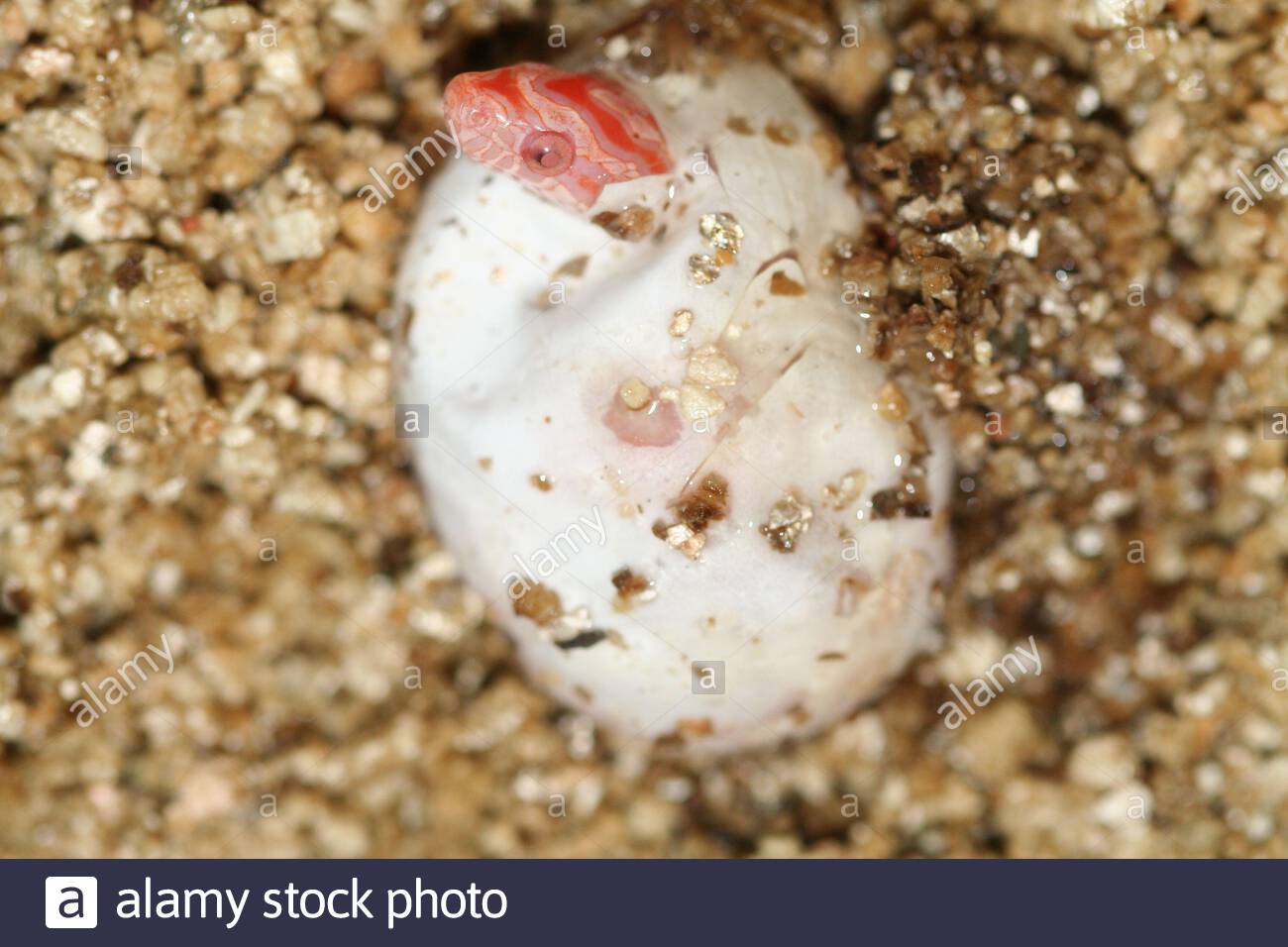 Snake Egg High Resolution Stock Photography and Images - Alamy