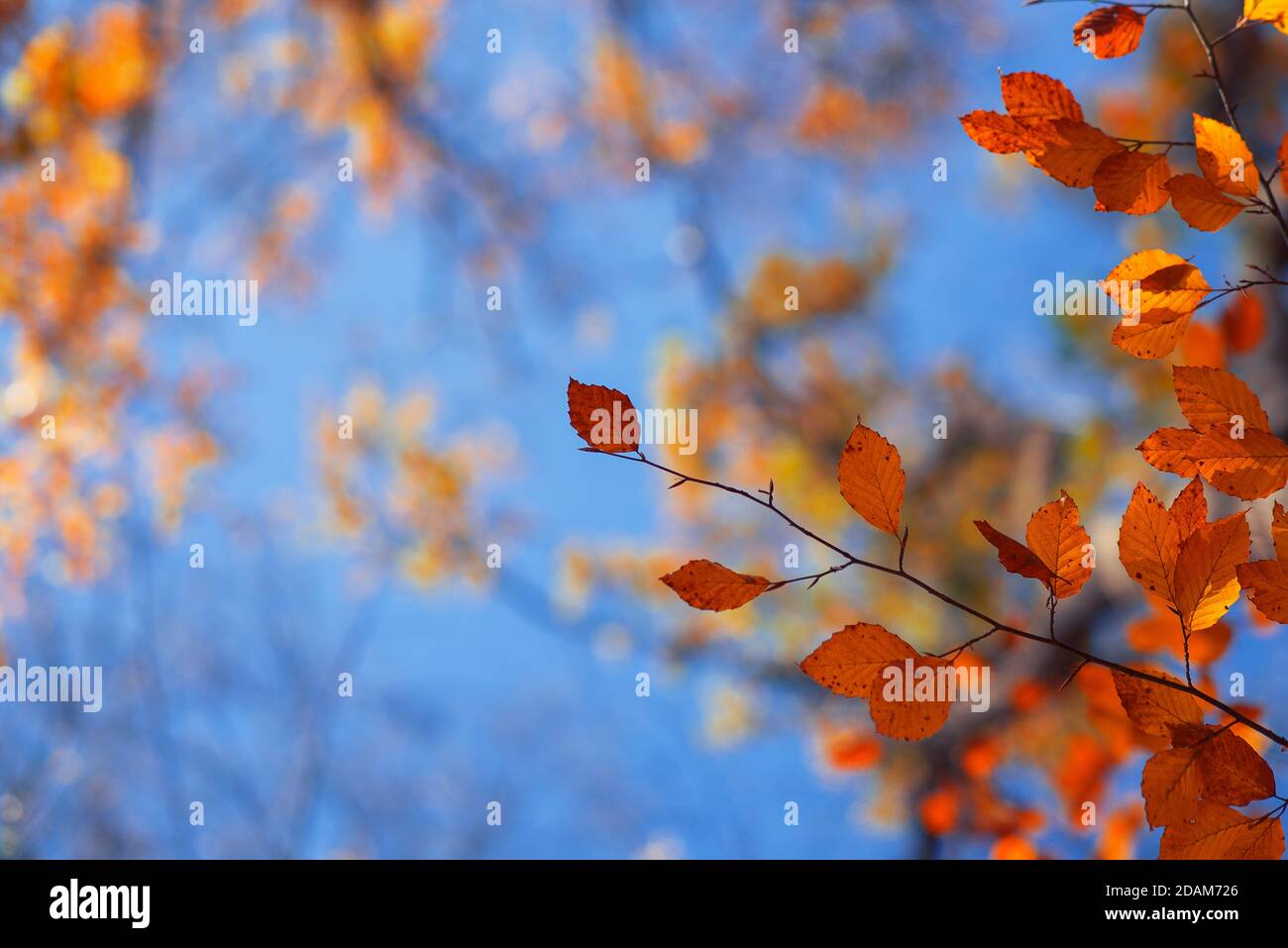 Autumn color leaf hi-res stock photography and images - Alamy