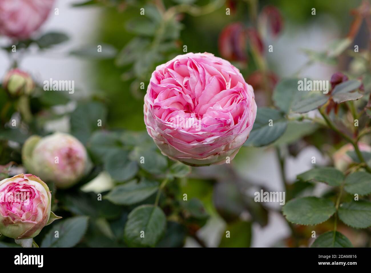 Beautiful english rose of David Austin. Summer in garden Stock Photo ...