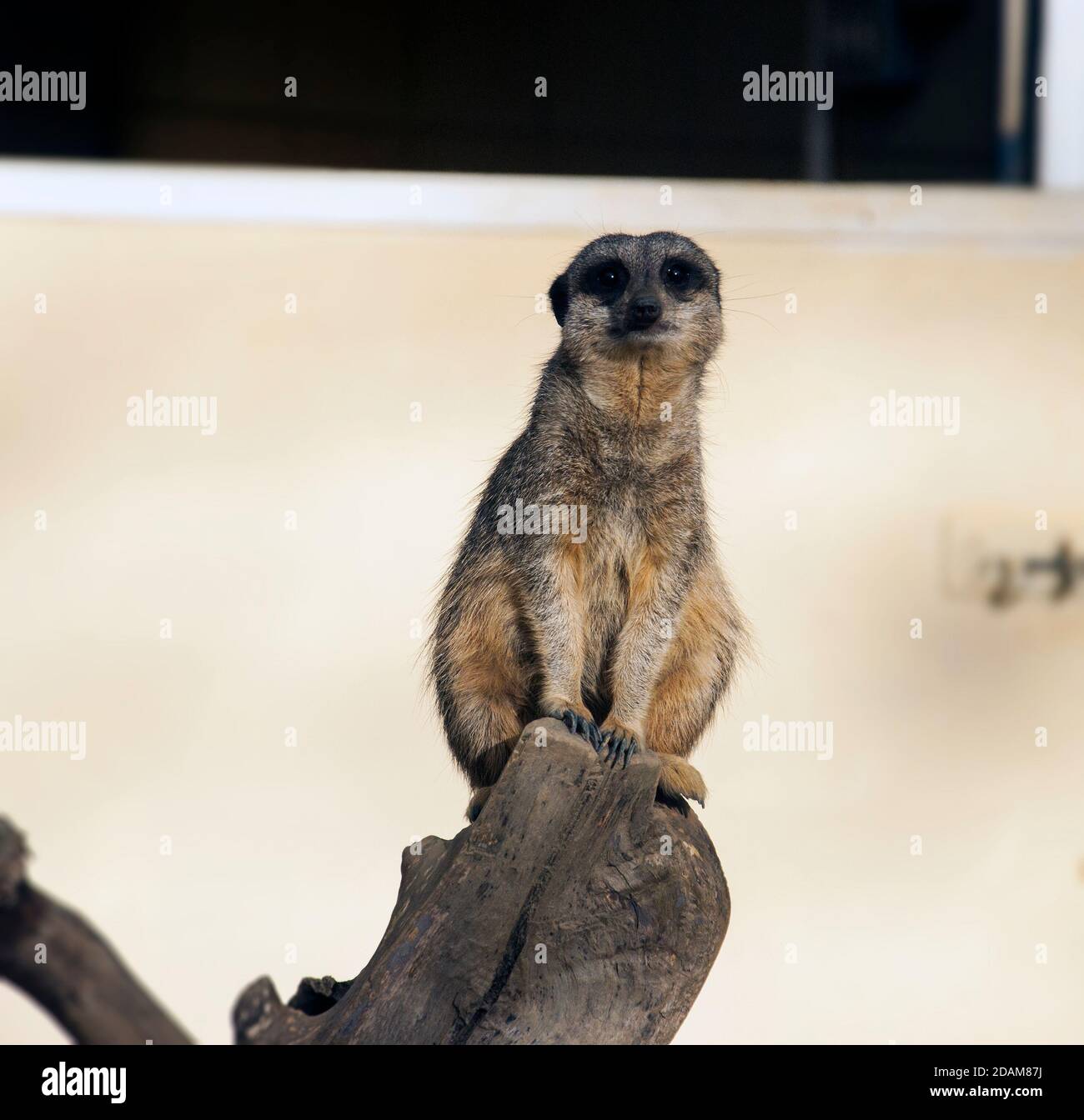Pensive looking meerkat sitting alone on top of a dry log in a zoo ...