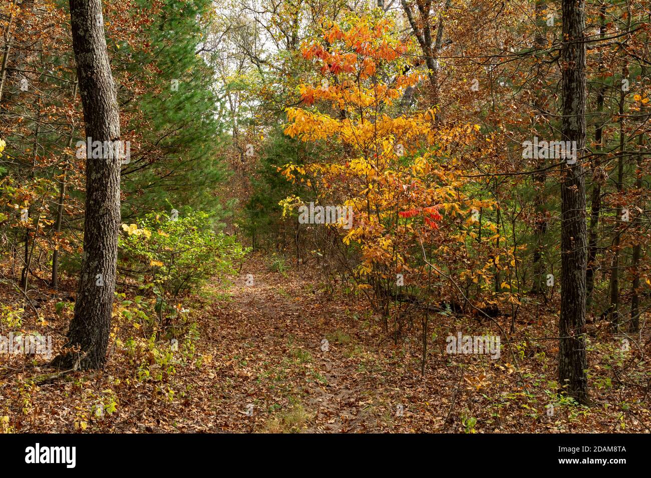 Beautiful and vibrant fall/autumn colors in the forest. Sand Ridge ...