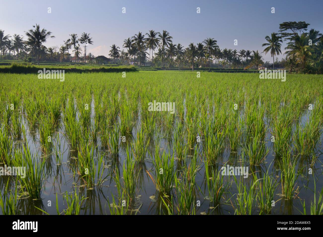 Irrigated rice fields around Ubud, Bali. Indonesia Stock Photo - Alamy