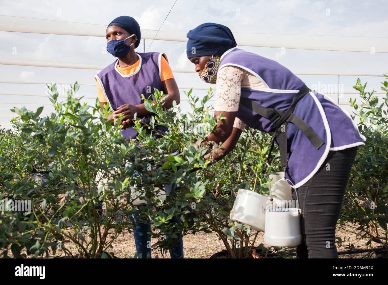 Chongwe, Zambia. 13th Nov, 2020. Workers pick blueberries at a field of ...